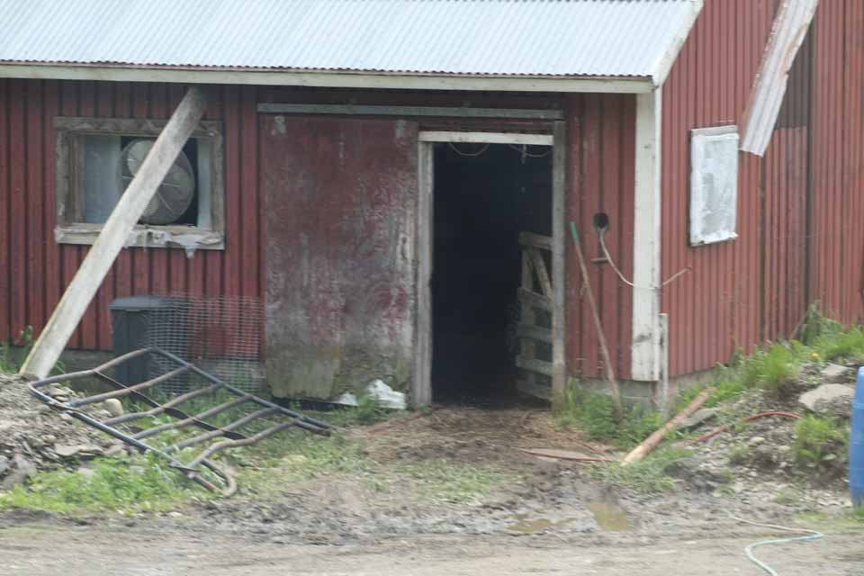 Maryland Farmer Arrested In Dead Cattle Case – All Otsego