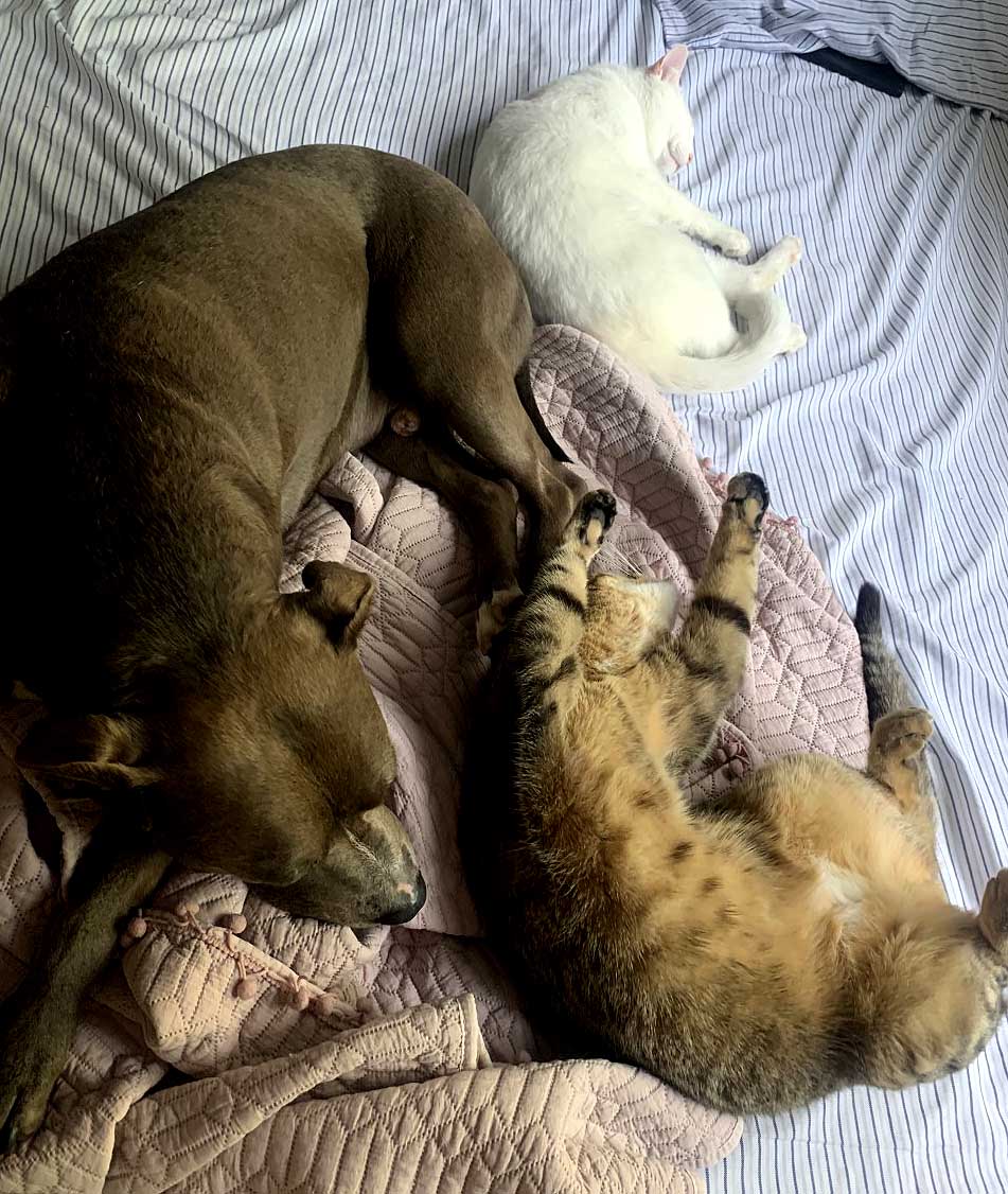 Touched By Disabled Cat Intern Returns, Brings ‘Ocean’ Home – All Otsego