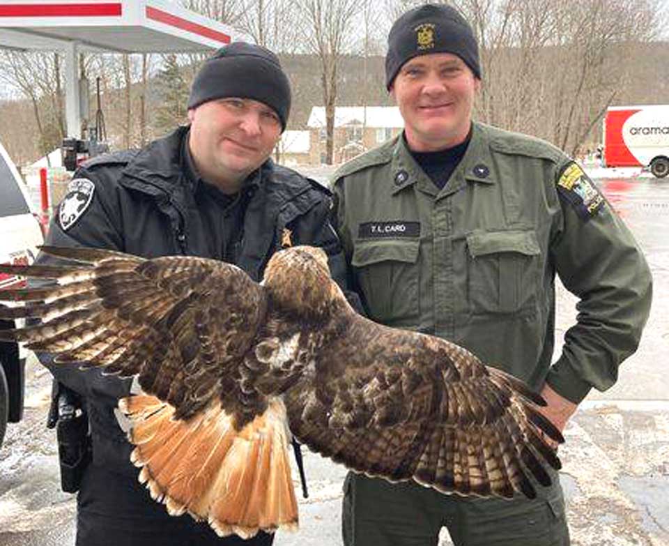 2 Officers, Driver Save Injured Hawk On I-81 – All Otsego