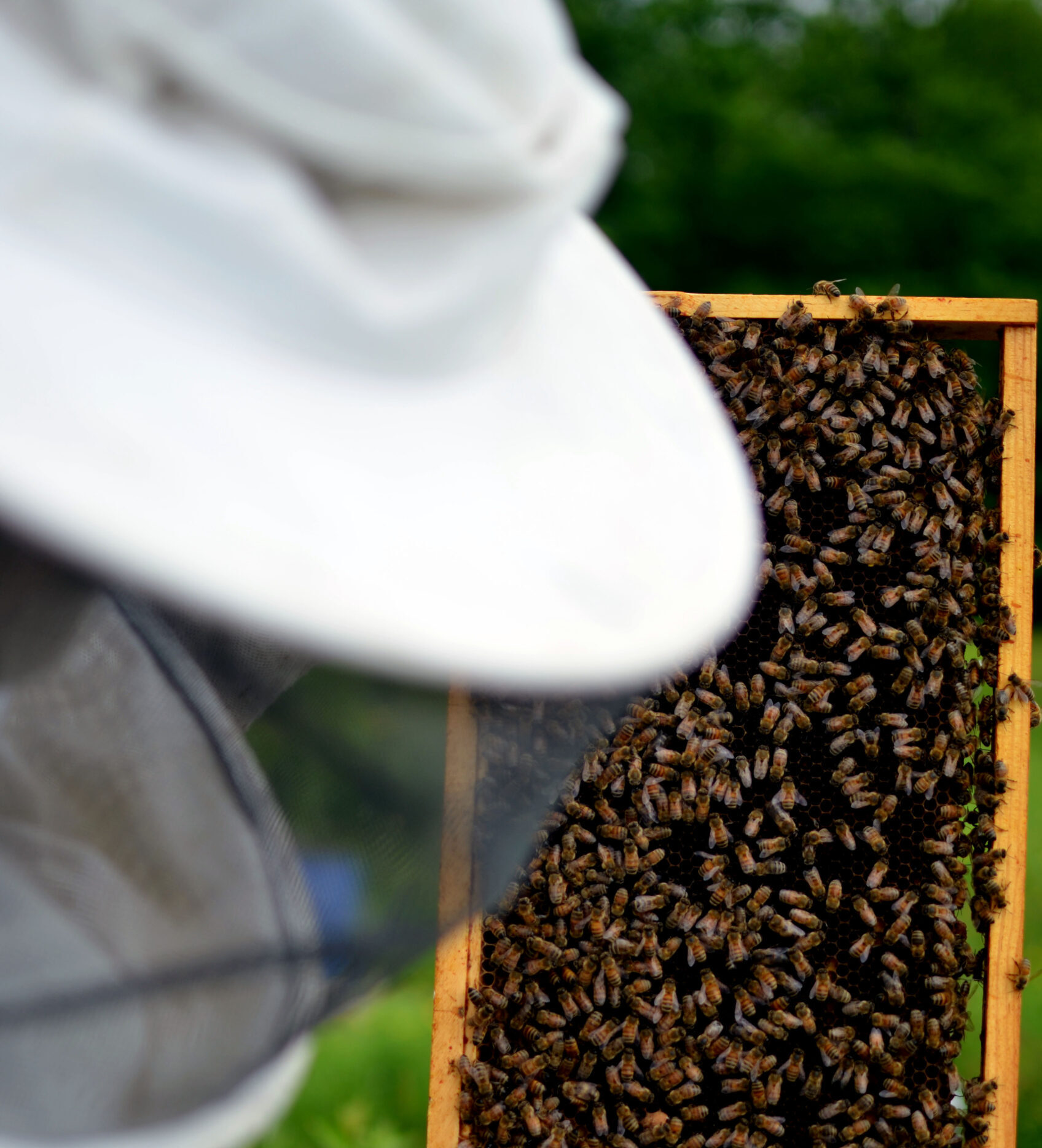 Beekeeping becomes big upstate activity, hobby | AllOTSEGO.com