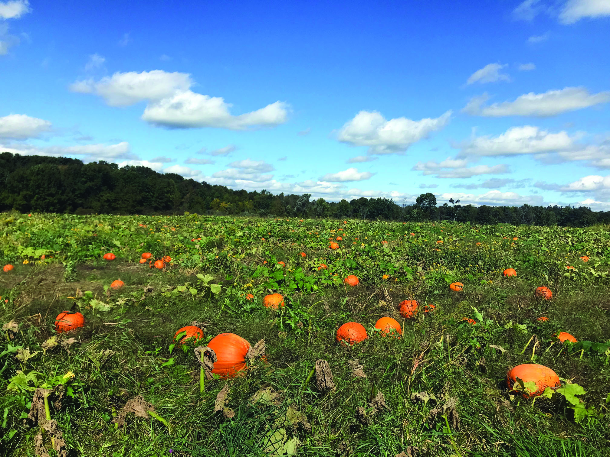 Pumpkin people | AllOTSEGO.com