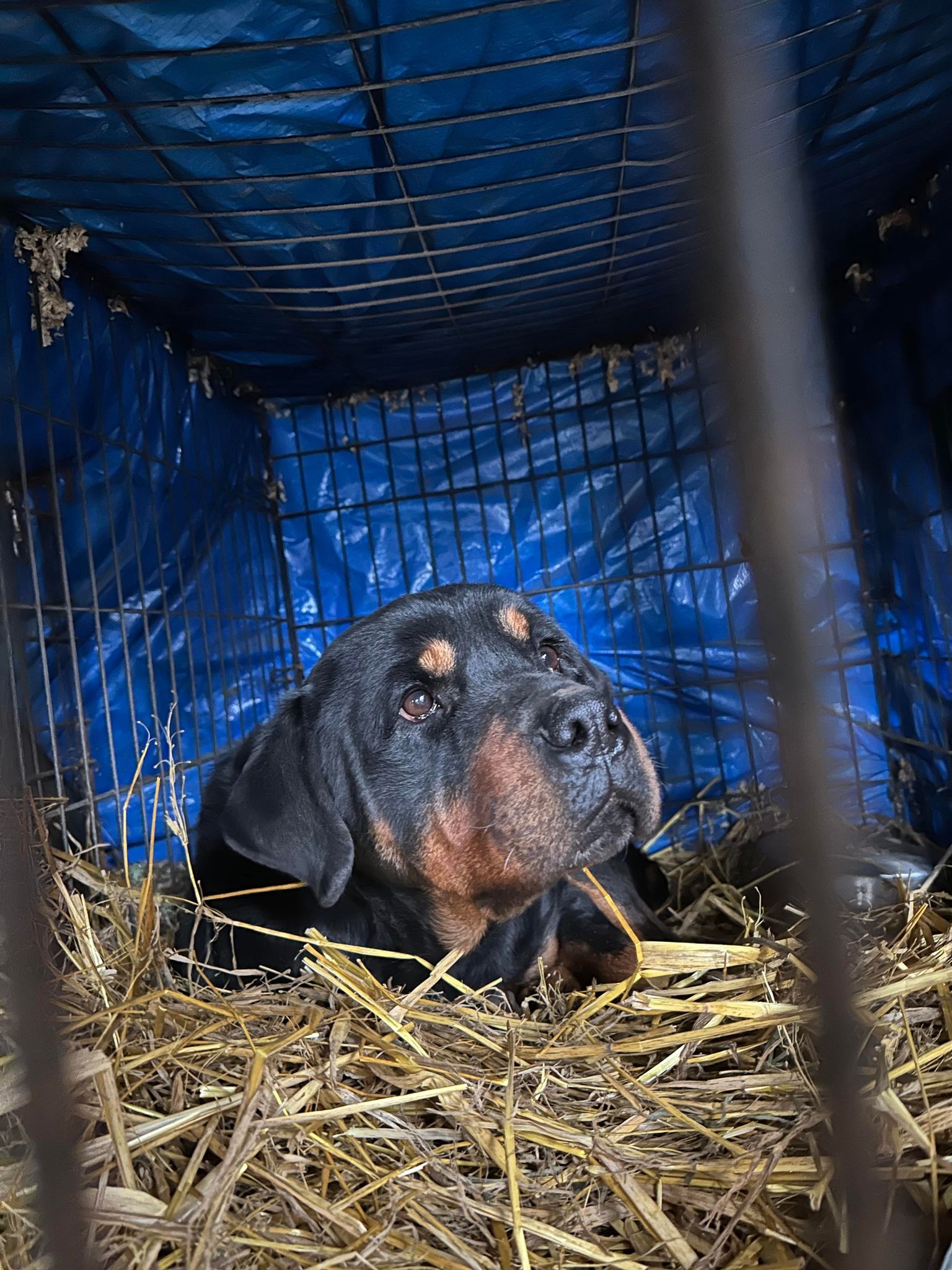 𝐒𝐐𝐒𝐏𝐂𝐀 𝐄𝐦𝐞𝐫𝐠𝐞𝐧𝐜𝐲 𝐈𝐧𝐭𝐚𝐤𝐞𝐬 𝐅𝐢𝐥𝐥 𝐒𝐡𝐞𝐥𝐭𝐞𝐫; 𝐃𝐨𝐠 𝐅𝐨𝐬𝐭𝐞𝐫𝐬 𝐍𝐞𝐞𝐝𝐞𝐝 – All Otsego