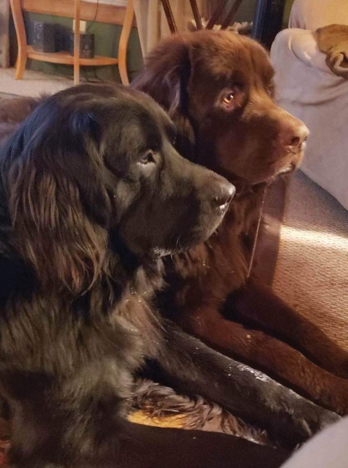 Are Tim And Dog Brothers