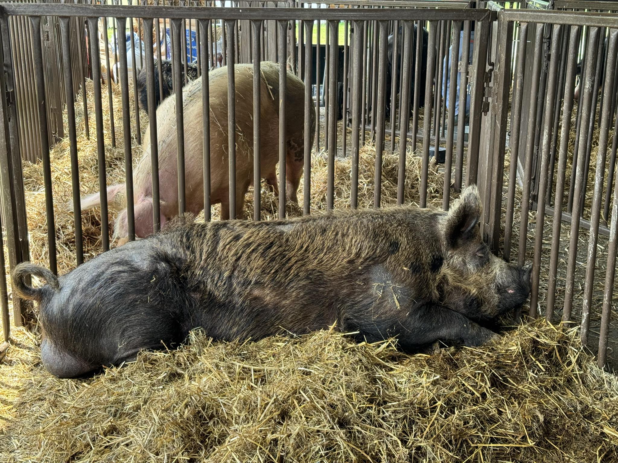 Farm Gone Bad: Four Arrested in New Berlin Animal Cruelty Case – All Otsego