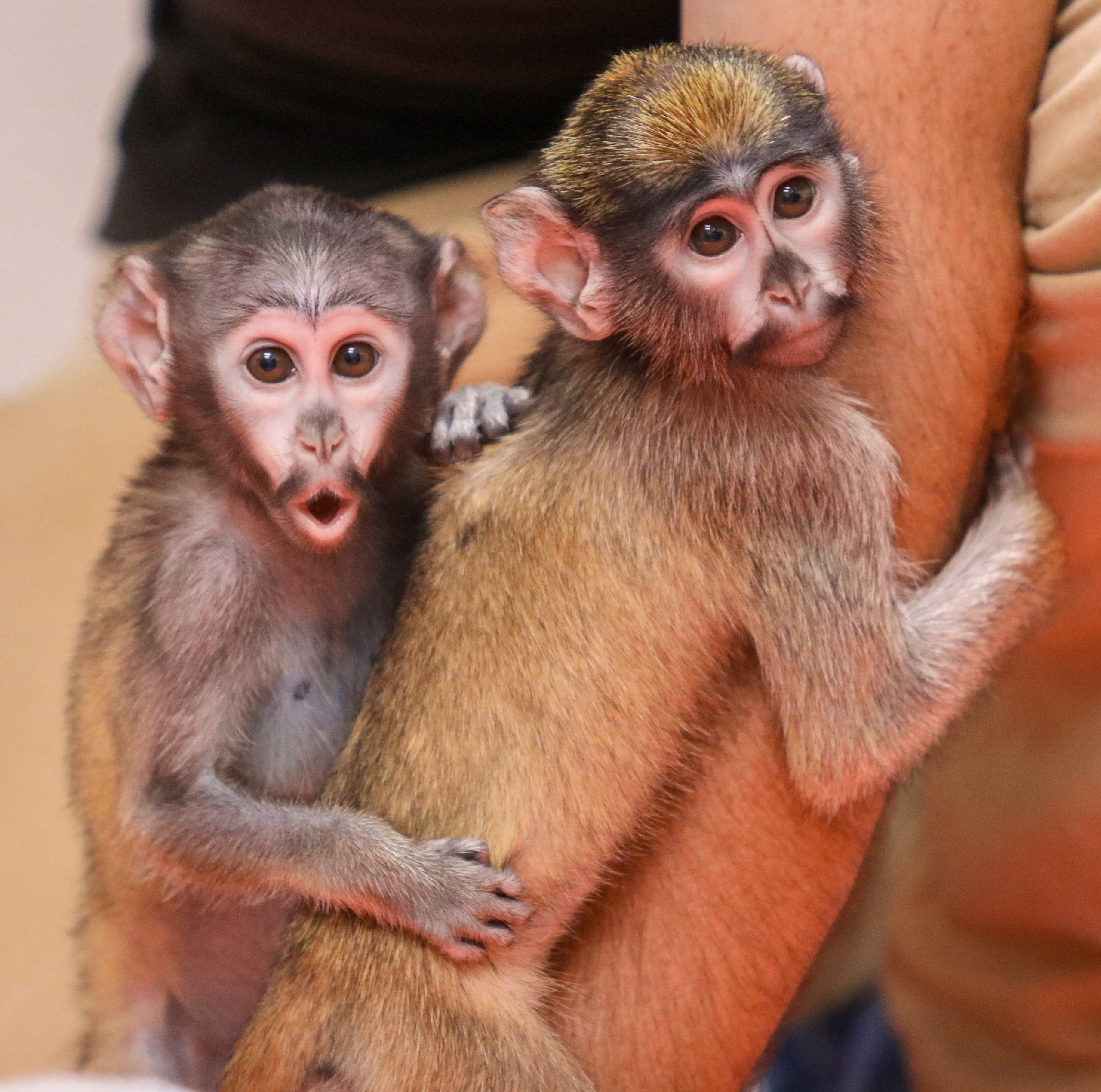Baby Patas Monkeys Being Hand-raised at Rosamond Gifford Zoo – All Otsego
