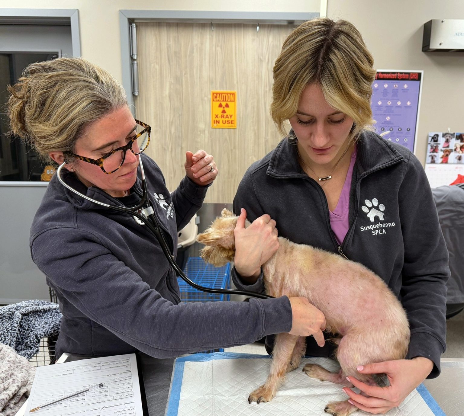 Animal Cruelty, Neglect Getting the Attention of Area Agencies – All Otsego