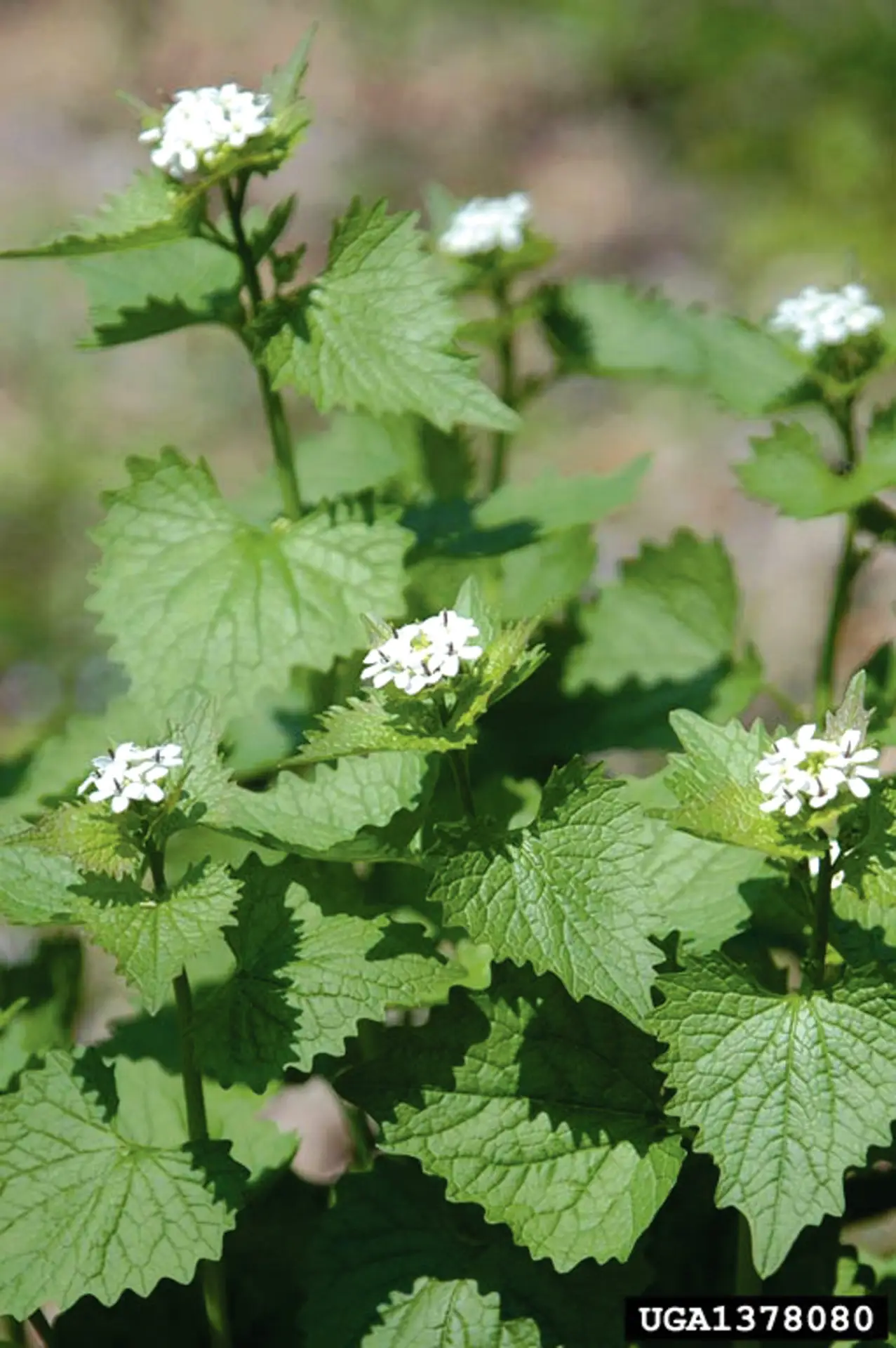 Invasive Species: Pesky Plants: Inconspicuous, but Not Innocent: Garlic ...