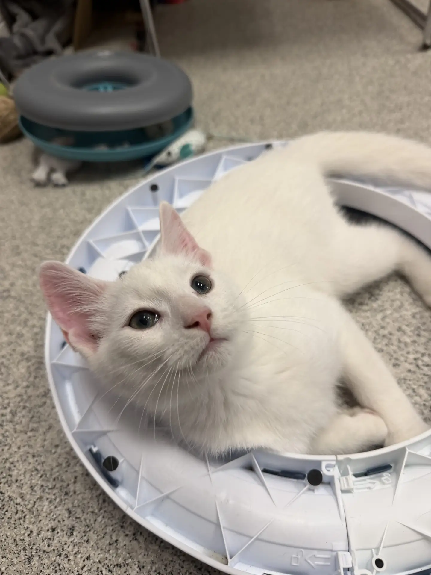 SQSPCA Looks To Place Felines in New Homes During ‘Adopt a Shelter Cat ...